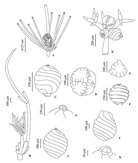 A K A G Nitella Axillaris A Whorl With One Furcated Branchlets Download Scientific Diagram