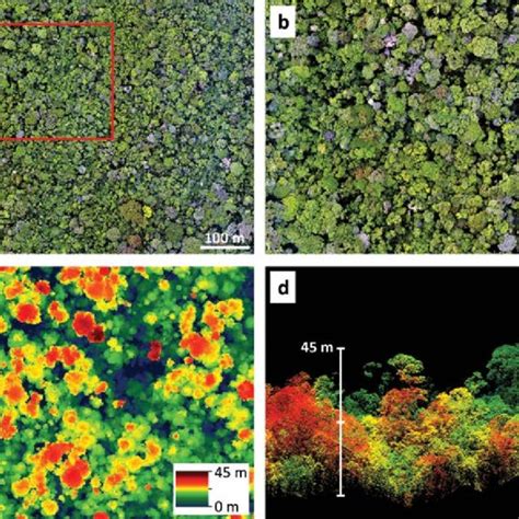 How Lidar Can Be Used To Identify High Carbon Stock Forest At The Download Scientific Diagram