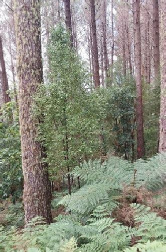 Transitioning Exotic Forest To Native Tāne S Tree Trust