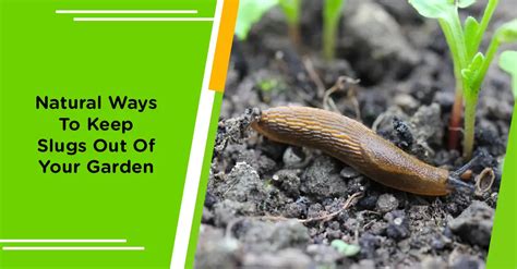 Natural Ways To Keep Slugs Out Of Your Garden Gardeningtoolsonline