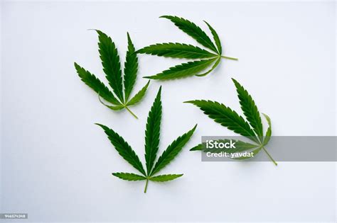 많은 자연적인 신선한 크고 작은 대마초 5 손가락 나뭇잎 혼란 하다 대마초 마리화나 잎 근접 촬영 배경입니다 자연 배경입니다