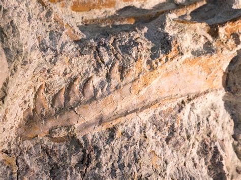 Discovery Of Aratasaurus Museunacionali Unveiling Its Presence 115