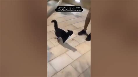 القطة بعد ما اكلت سردين😅 ادلب Ronaldo Youtube