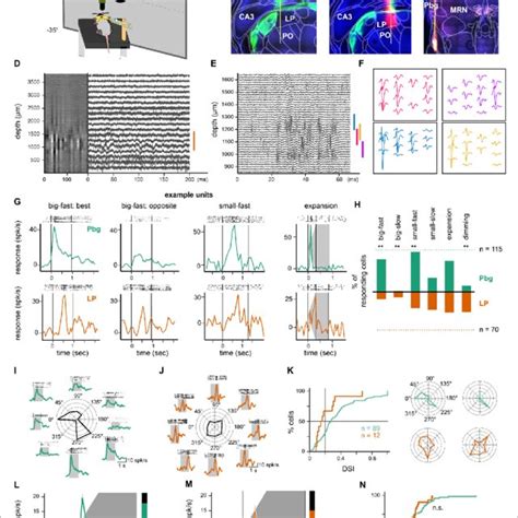 In Vivo Recordings From The Parabigeminal Nucleus And Pulvinar A