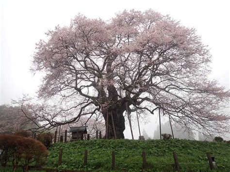 出雲街道真庭 醍醐桜 東方見雲録 楽天ブログ