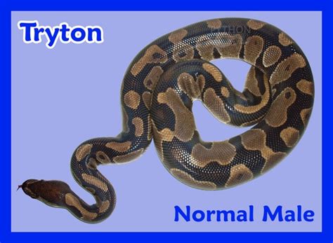 1999 Male Normal Ball Python By Python Passion