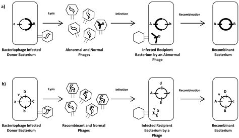 Genomic Rearrangements And Evolution Intechopen