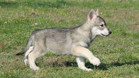 Chien loup de saarloos Prix de ce chien Caractère Santé Alimentation