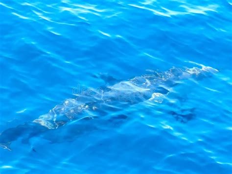 Common Dolphin Delphinus Delphis Swimming In Deep Blue See Stock Image Image Of Lable
