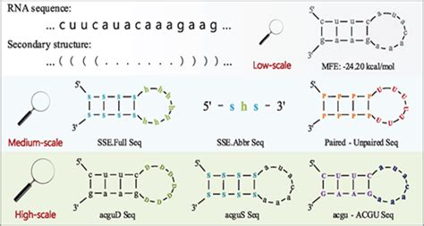 LncFinder An Integrated Platform For Long Non Coding RNA Identification RNA Seq Blog