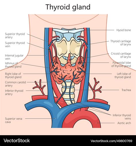 Thyroid Gland Diagram