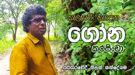 කැලෑවේ හැදෙන ගෝන කරපිංචා තිලක් කන්දේගම Wild Savory Sri Lanka