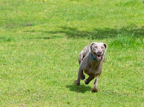 Perro Braco De Weimar Parque Para Foto Gratis En Pixabay Pixabay