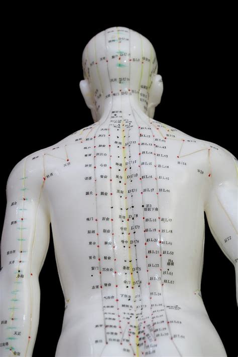Human Model Showing Acupuncture Points Photograph By Science Stock
