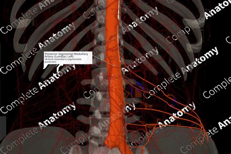 Posterior Segmental Medullary Artery Lumbar Left Complete Anatomy