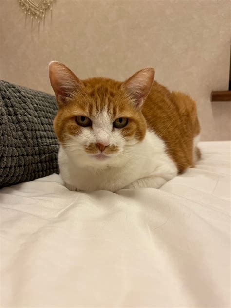 今日は少し寒かったかな 猫の不思議とかわいさ