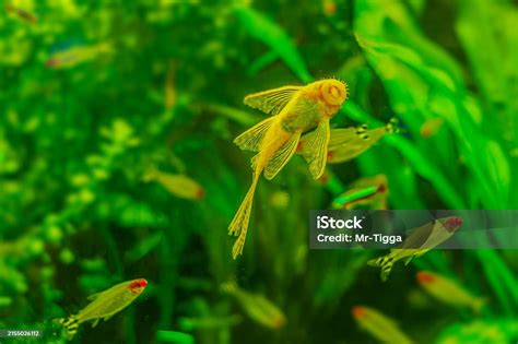 Ancistrus 종 Longfin Bushymouth 메기는 수족관에서 가장 인기있는 메기 중 하나이며 Loricaria 또는