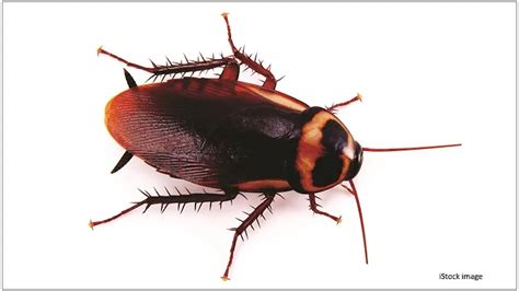 6 Tips For Controlling Difficult Cockroach Infestations Pest Control