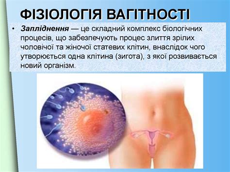 Фізіологія вагітності презентация онлайн