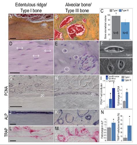 Figure 1 From Relationships Among Bone Quality Implant