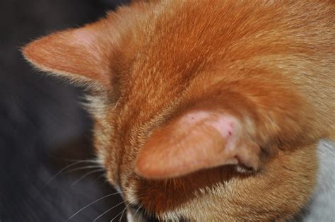 Cat Ears Hair Loss At Yolanda Tew Blog