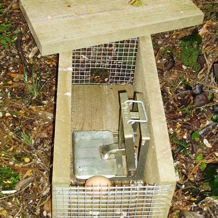 Traps Tested By Target Species Manaaki Whenua