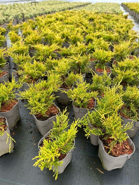 Купить саженцы Можжевельник Олд голд (Juniperus pfitzeriana Old Gold) в ...
