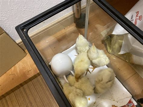 我が家のニワトリ152孵卵器にセットしていたアローカナの卵から雛が孵化しました後編 雨がやんだら裏庭に