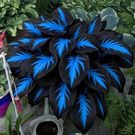 Midnight Blue Black Hosta Seeds 200 Rare Perennial Shade Garden