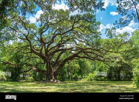 Large Southern Live Oak Tree Quercus Virginiana Estimated To Be Over