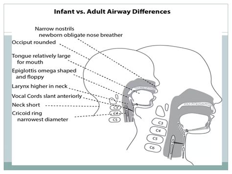 Anatomical And Physiological Differences Between An Adult And Neonates Pptx