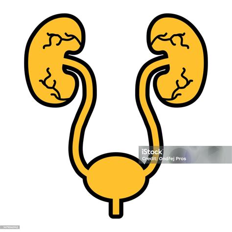 비뇨기과 건강 인간 아이콘 해부학 의료 신체 방광 기호 생물학 벡터 일러스트 레이 션 개념에 대한 스톡 벡터 아트 및 기타 이미지 개념 건강관리와 의술 검은색