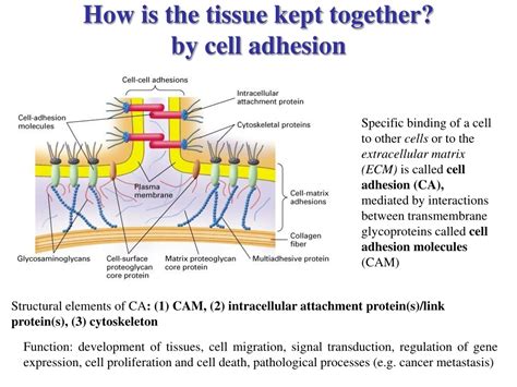 PPT Cell Adhesion Molecules in Epithelial Cells by Dr Zita Puskár PowerPoint Presentation