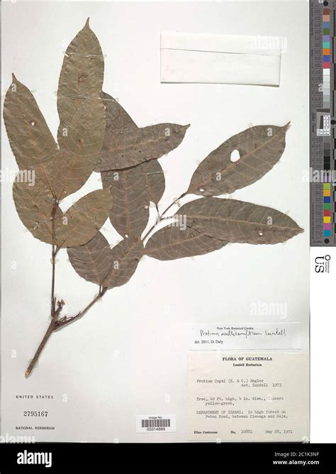 Protium Multiramiflorum Lundell Protium Multiramiflorum Lundell Stock