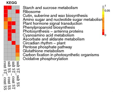 Heatmap Of KEGG Pathway Enrichment Analysis For DEGs Of Four