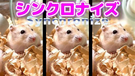 シンクロする ジャンガリアンハムスター が激カワ💗 Youtube