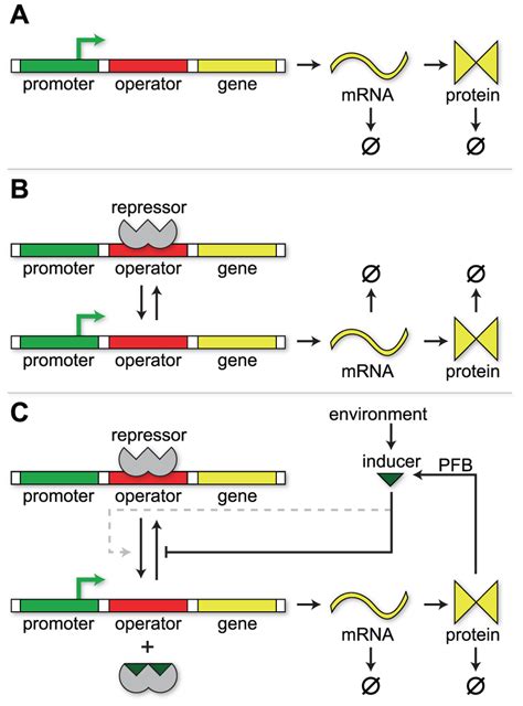 Gene Expression Model At Richard Rentas Blog