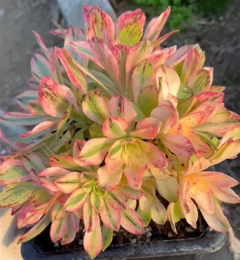 Aeonium Holospathulatum Variegata Suksy Succulent City