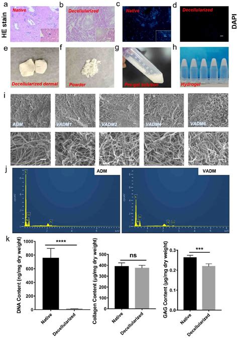Fabrication And Characterization Of Hydrogel Derived From Porcine Download Scientific Diagram