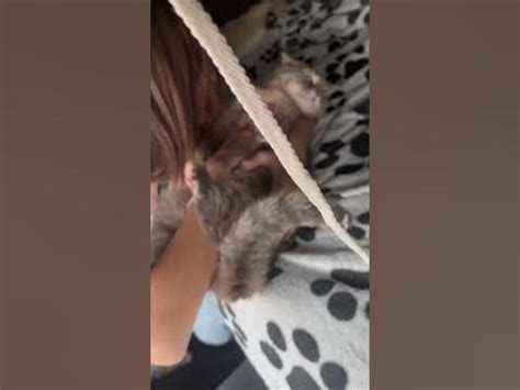 Кошка захвачена😂 - YouTube