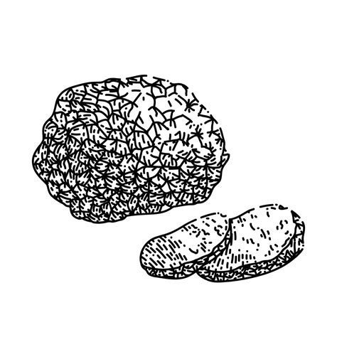 Truffle Mushroom Sketch Hand Drawn Vector 17589720 Vector Art At Vecteezy