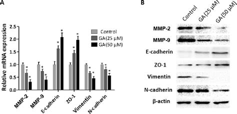 Figure 3 From Ginkgolic Acid Suppresses The Invasion Of Hepg2 Cells Via