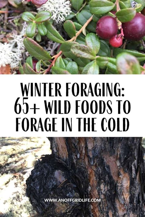 Foraging Wild Foods Artofit