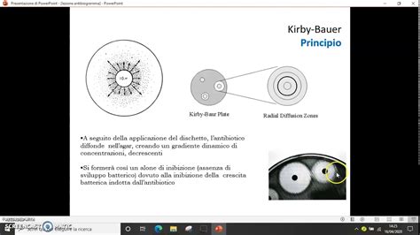 Antibiogramma 1 Prof Ssa C Zotti Youtube