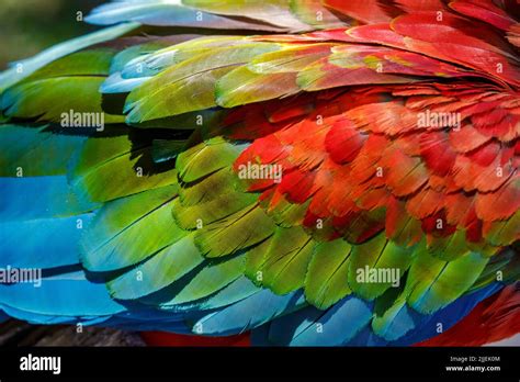 Colorful Wing Close Up Of Scarlet Green And Blue Macaw Pantanal
