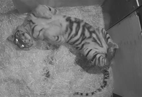 Elaine Bensted Linkedin‘de Cub Cam Cuteness Delilah Prepares Den For