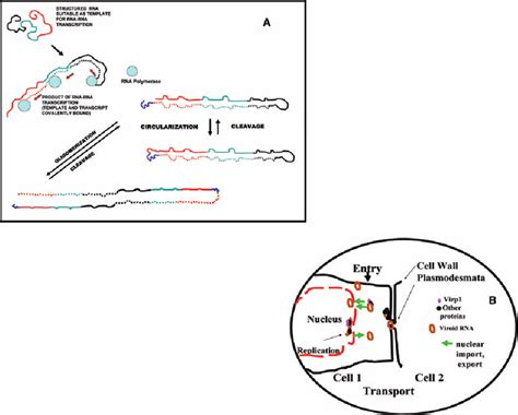 A A Model For The Generation Of Imperfect Self Complementary Helical