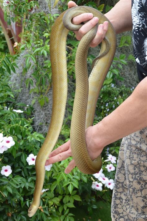 Pythons Dm Exotics