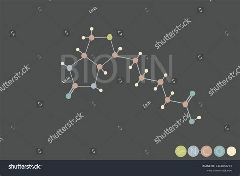 Biotin Molecular Skeletal Chemical Formula Stock Vector Royalty Free