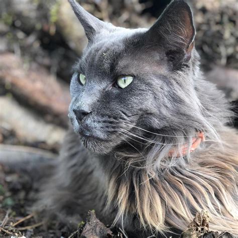 Have You Seen A Maine Coon Cat Mormon Sites Just Feels Right